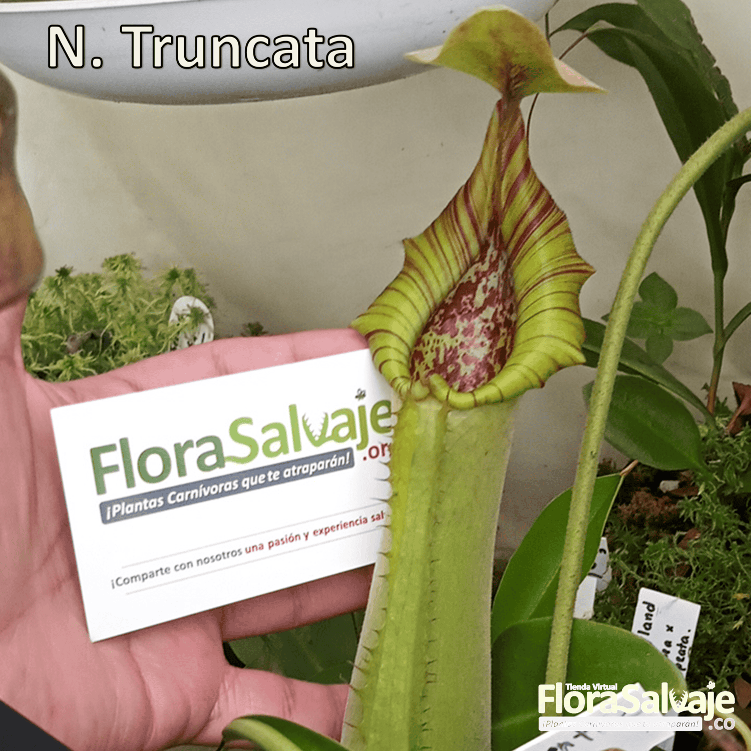 Cuidados Com Nepenthes Truncata